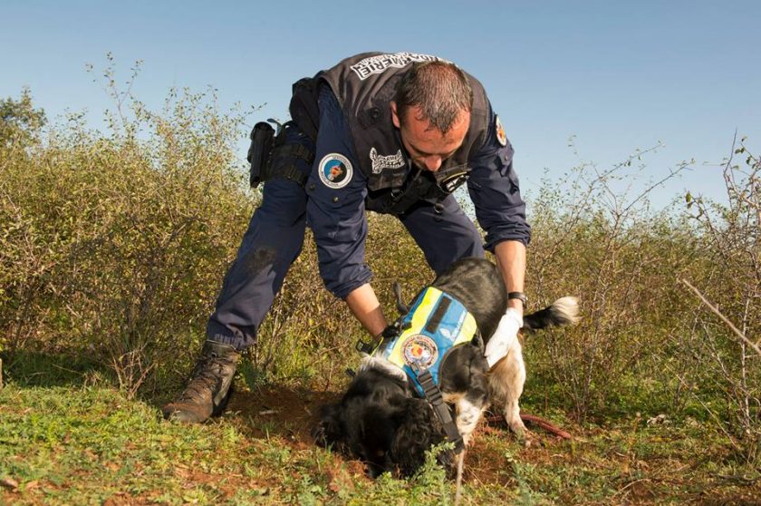 Identifican componentes únicos en cadáveres humanos y de cerdos ...