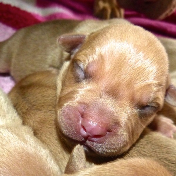 La maravillosa nariz del perro, seis cosas que quizás no conocías ...