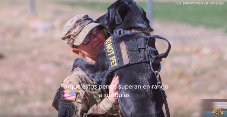 En EEUU los perros militares superan en rango a sus compañeros humanos ...
