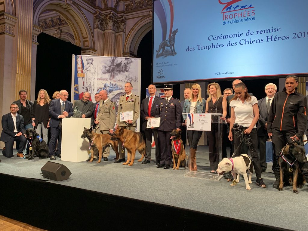 Perros Héroes 2019 - PerrosdeBusqueda