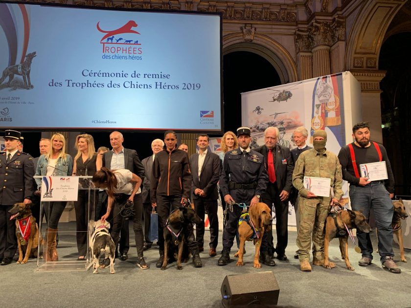 Perros Héroes 2019 - PerrosdeBusqueda