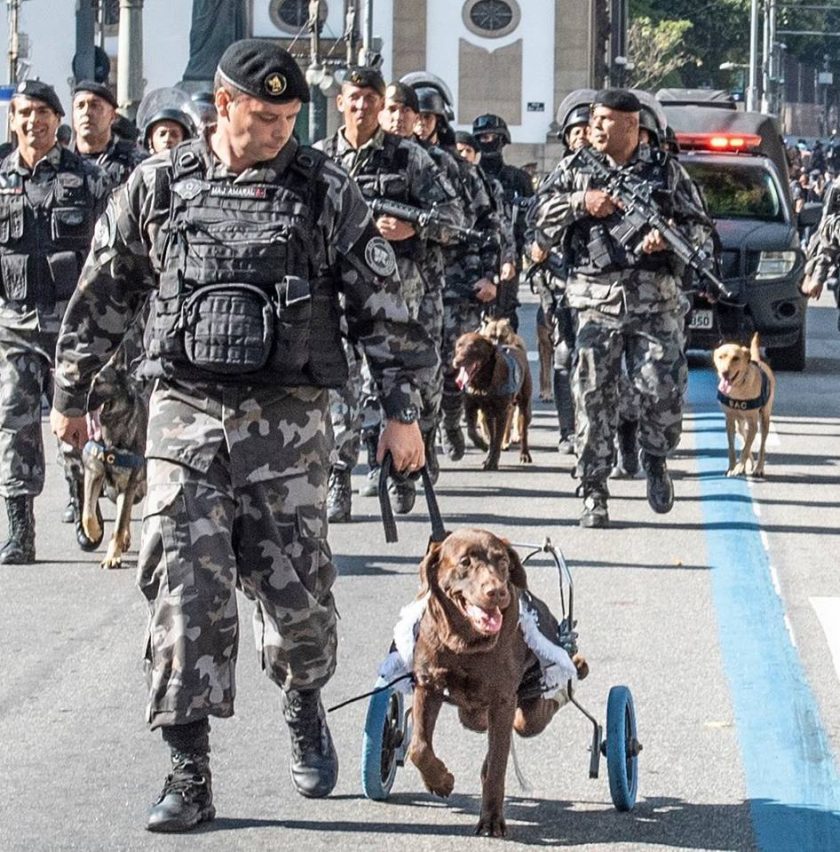 Todos los honores para Cóndor, un perro policía parapléjico ...