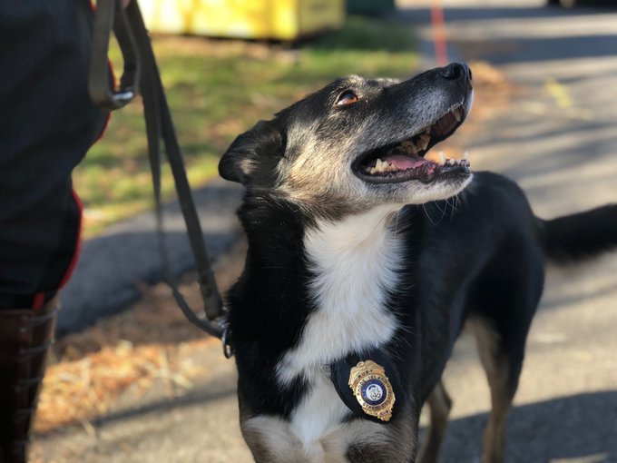'El rescate de Ruby', una película basada en una historia muy real ...